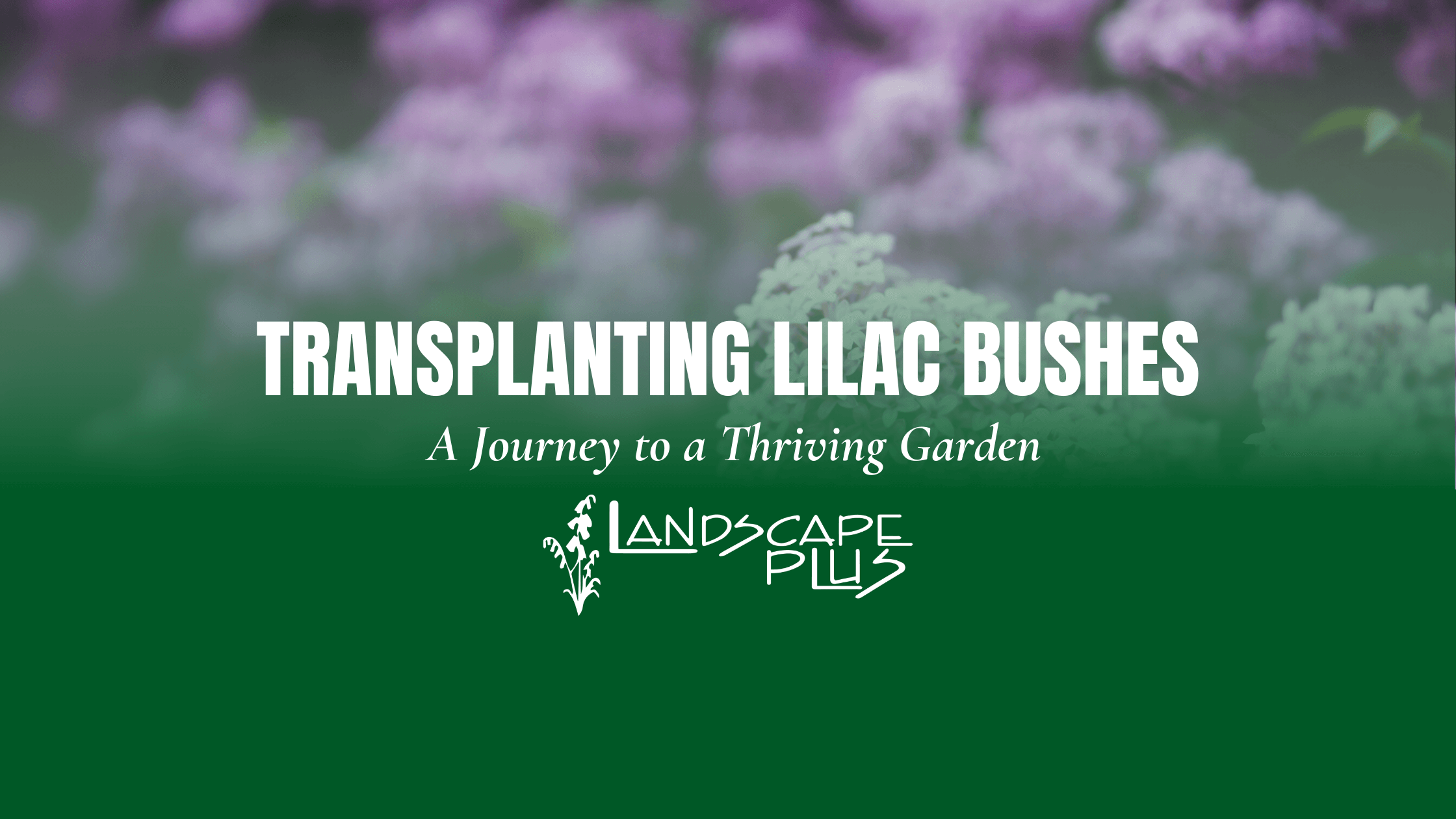 Transplanting Lilac Bushes | Landscape Plus Strathmore