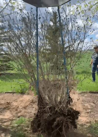 Transplanting Lilac Bushes | Landscape Plus Strathmore