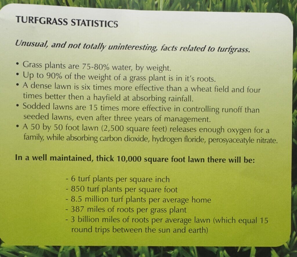 Turfgrass: Sodded or Seeded Lawn? - Landscape Plus